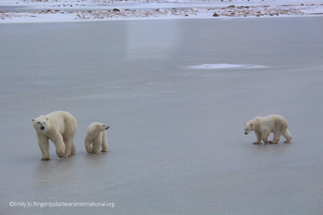 Tundra Connections 2018: Programs from the Arctic - Digital Human Library